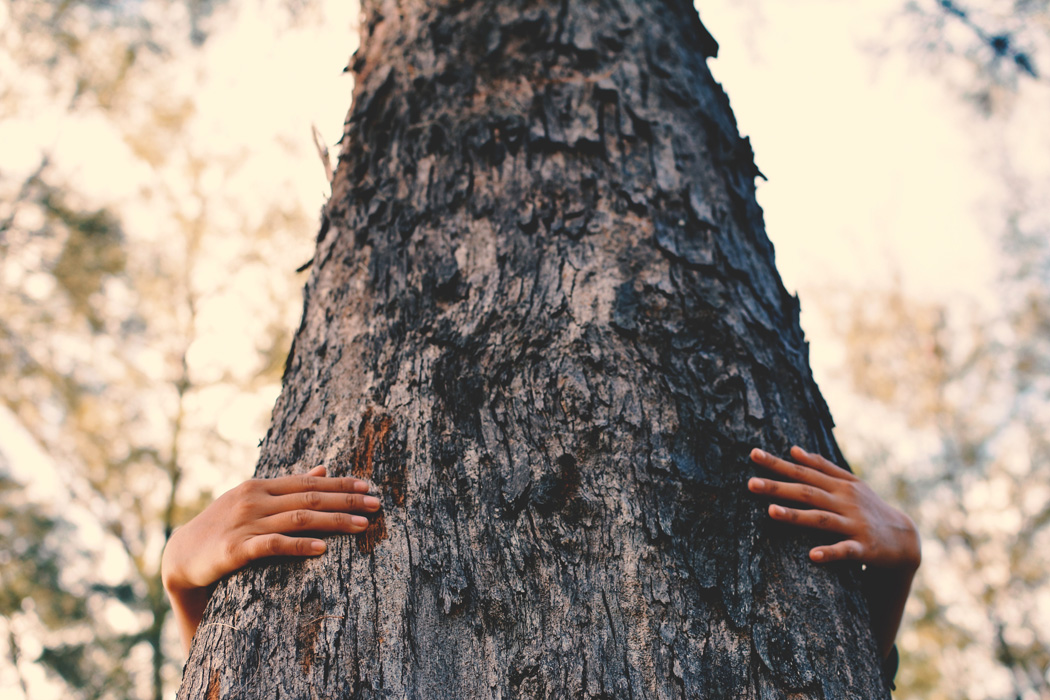 15 Environmental Films That Will Turn You Into an Environmentalist Tree ...